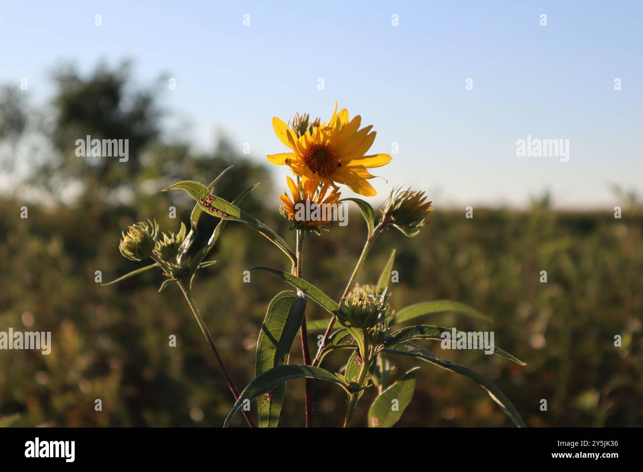 sawtooth sunflower (Helianthus grosseserratus) Plantae Stock Photo - Alamy