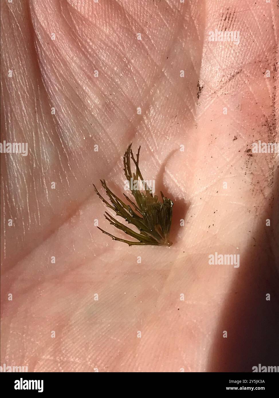 coontail (Ceratophyllum demersum) Plantae Stock Photo - Alamy