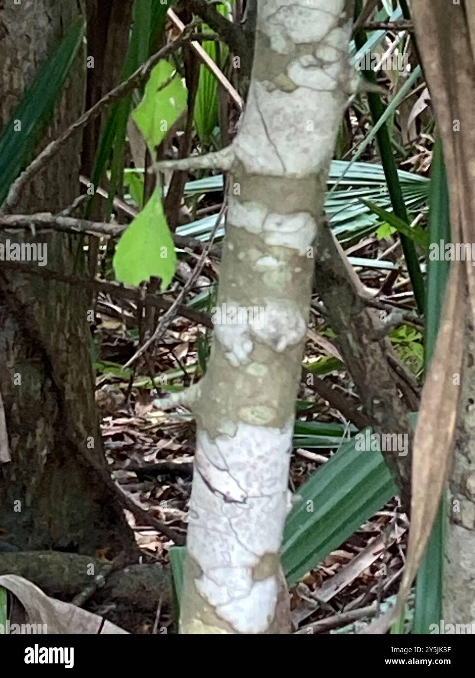 green hawthorn (Crataegus viridis) Plantae Stock Photo - Alamy