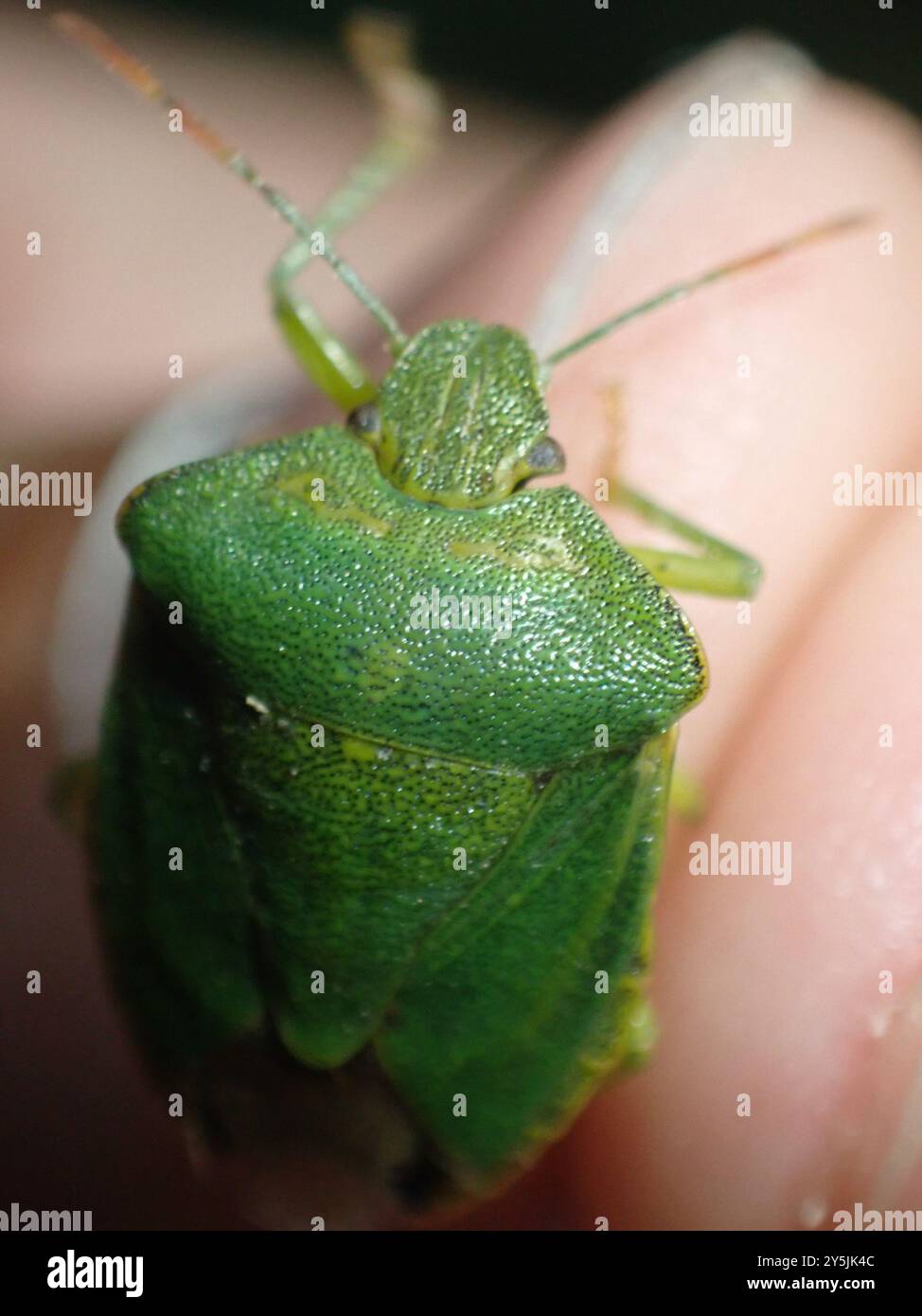 Green Shield Bug (Palomena prasina) Insecta Stock Photo - Alamy