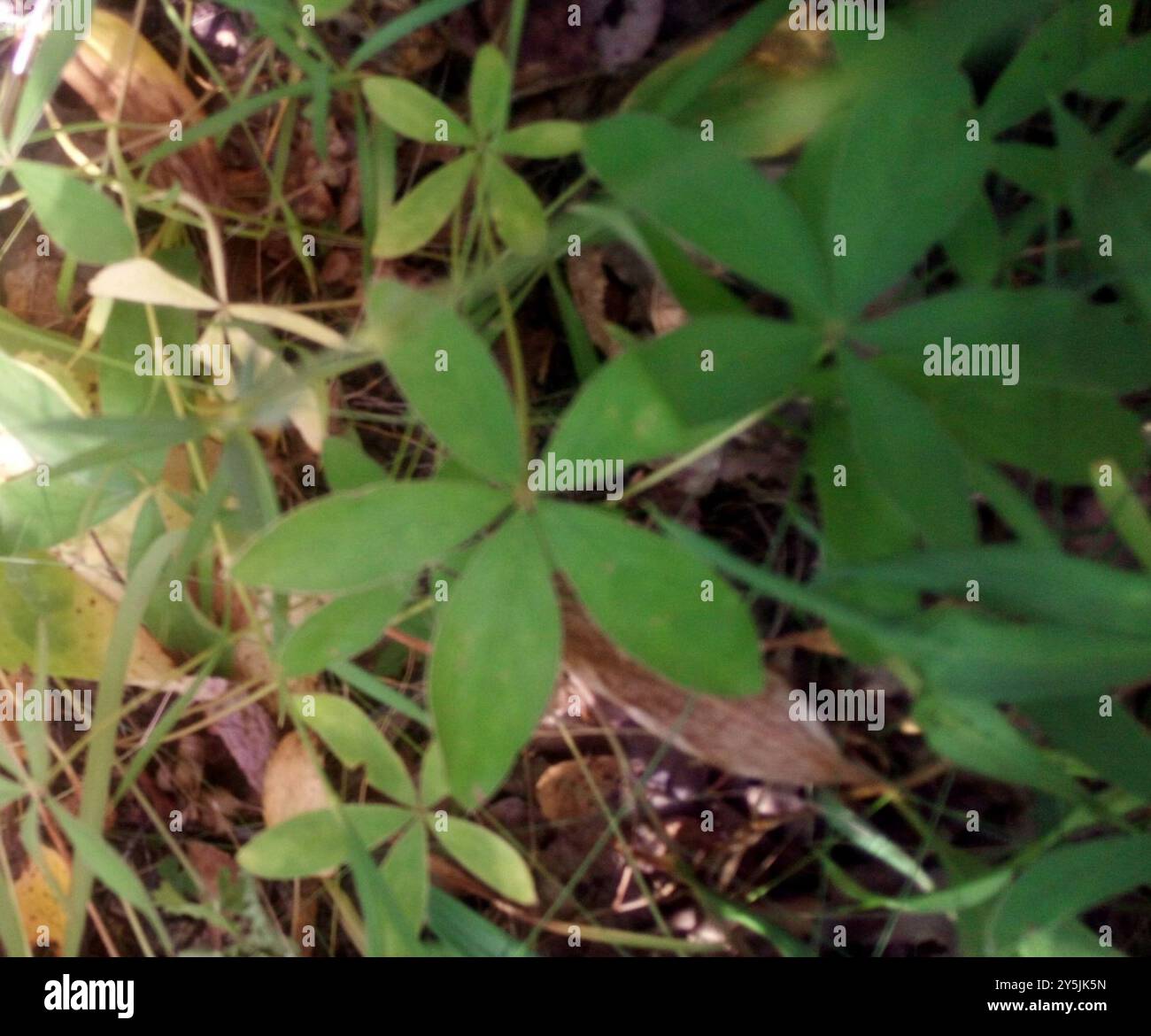 White Cinquefoil (Potentilla alba) Plantae Stock Photo - Alamy