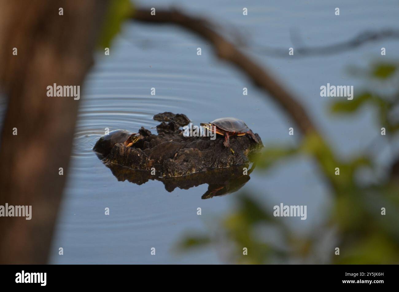 Painted Turtle (Chrysemys picta) Reptilia Stock Photo - Alamy