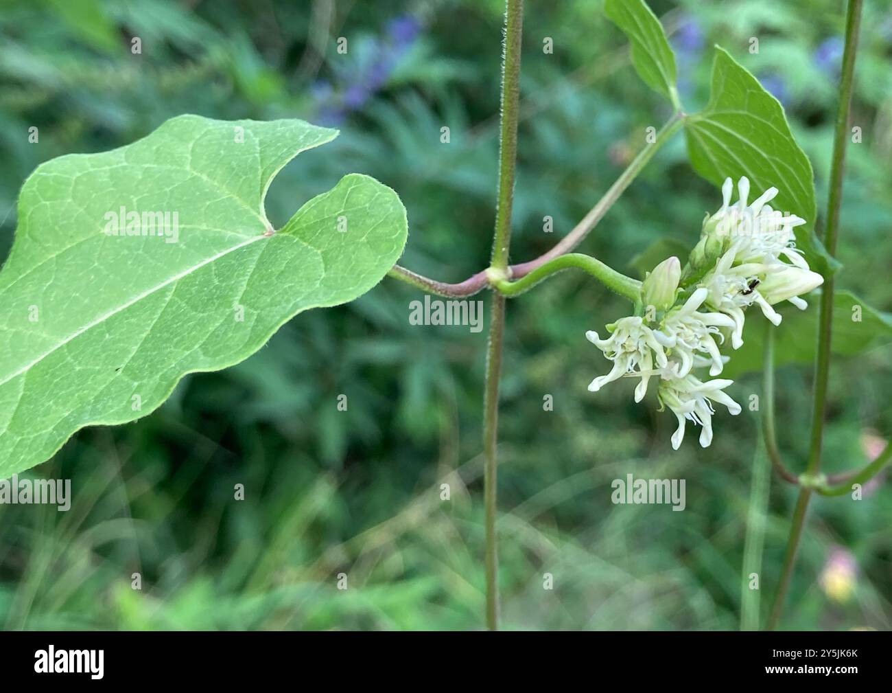 honey-vine climbing milkweed (Cynanchum laeve) Plantae Stock Photo - Alamy