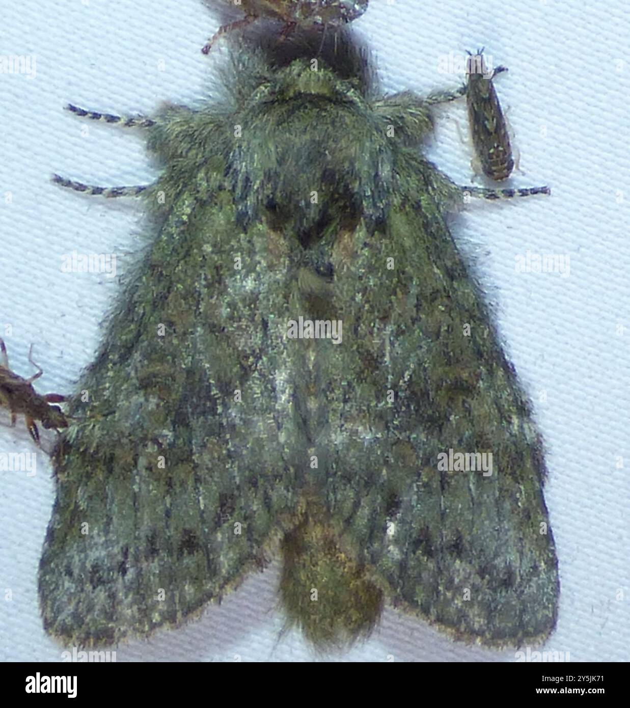 Wavy-lined Heterocampa Moth (Cecrita biundata) Insecta Stock Photo - Alamy