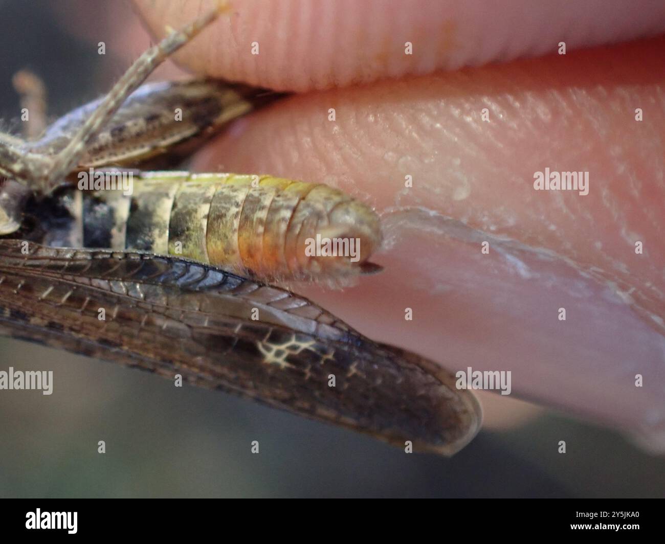 Bow-winged Grasshopper (Chorthippus biguttulus) Insecta Stock Photo - Alamy