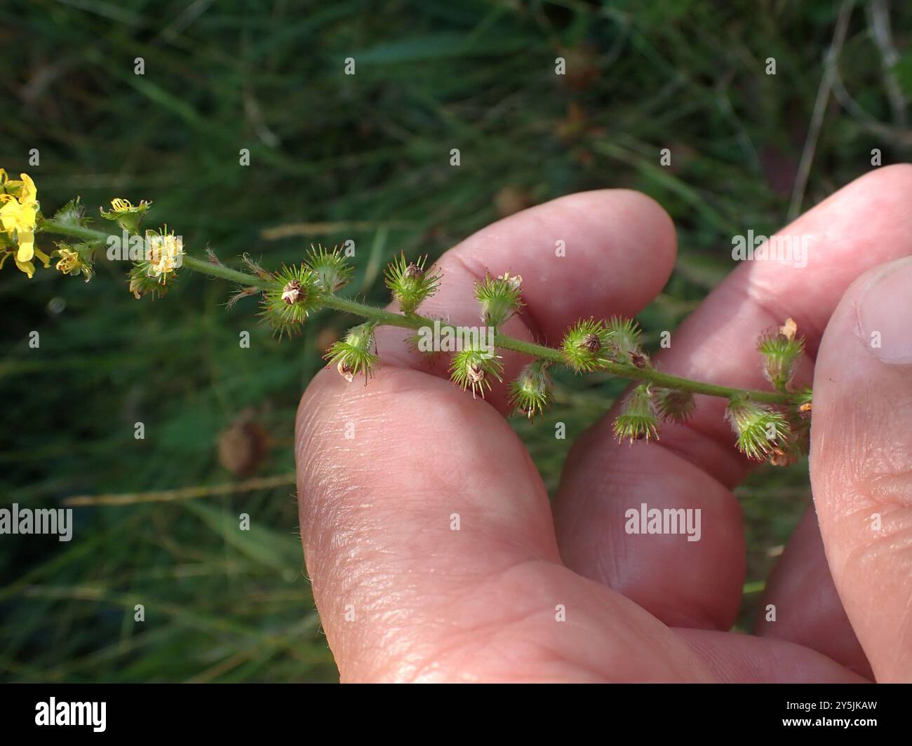 common agrimony (Agrimonia eupatoria) Plantae Stock Photo - Alamy