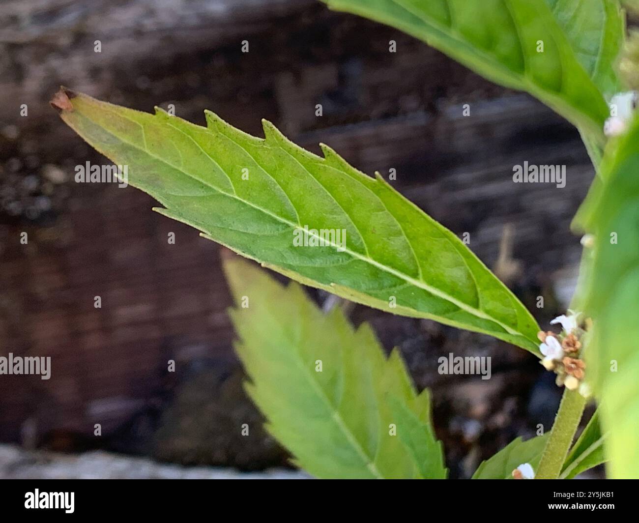 northern bugleweed (Lycopus uniflorus) Plantae Stock Photo - Alamy