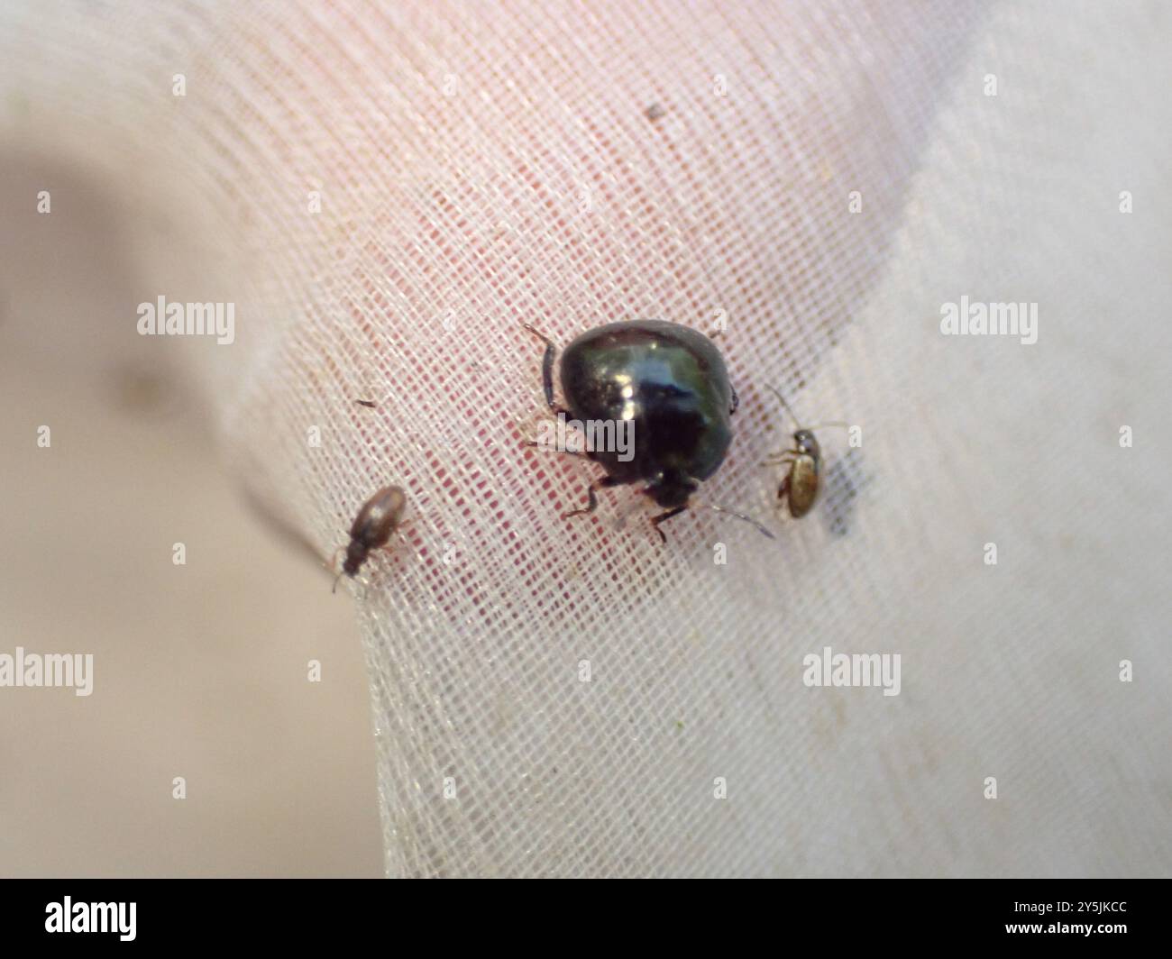 soot sprite (Coptosoma scutellatum) Insecta Stock Photo - Alamy
