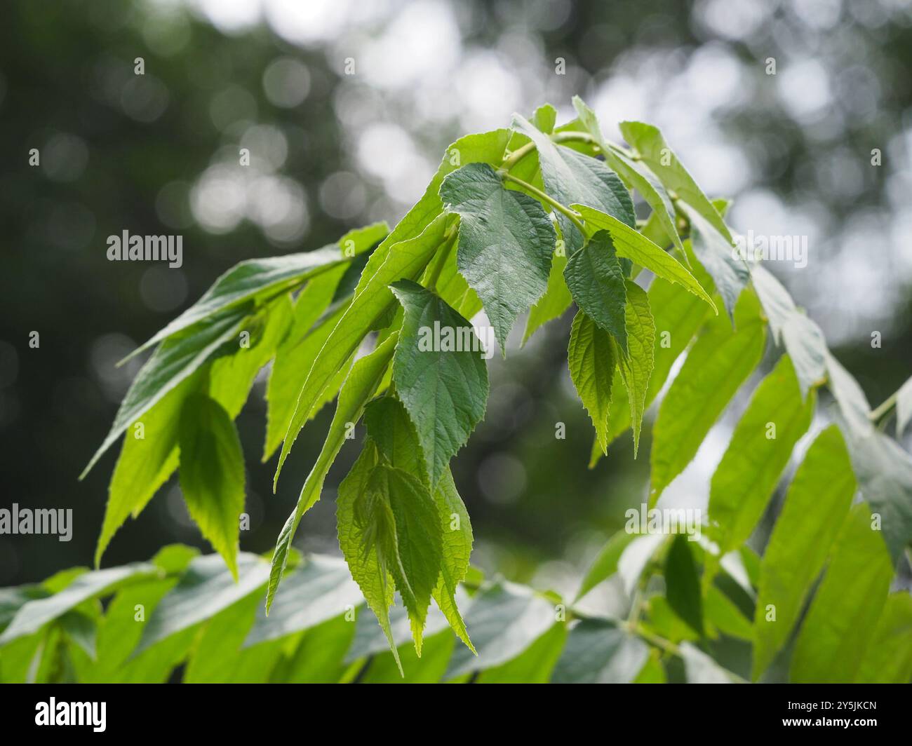 calabur tree (Muntingia calabura) Plantae Stock Photo - Alamy