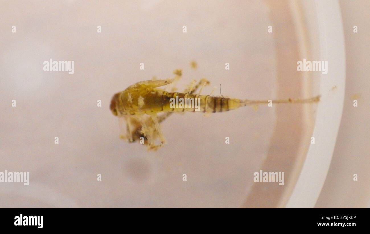 Small Mayflies (Baetidae) Insecta Stock Photo - Alamy