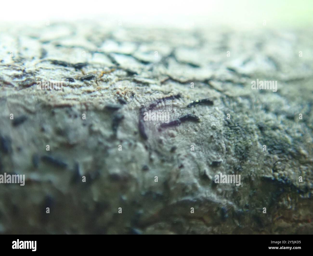 Common Script Lichen (Graphis scripta) Fungi Stock Photo - Alamy