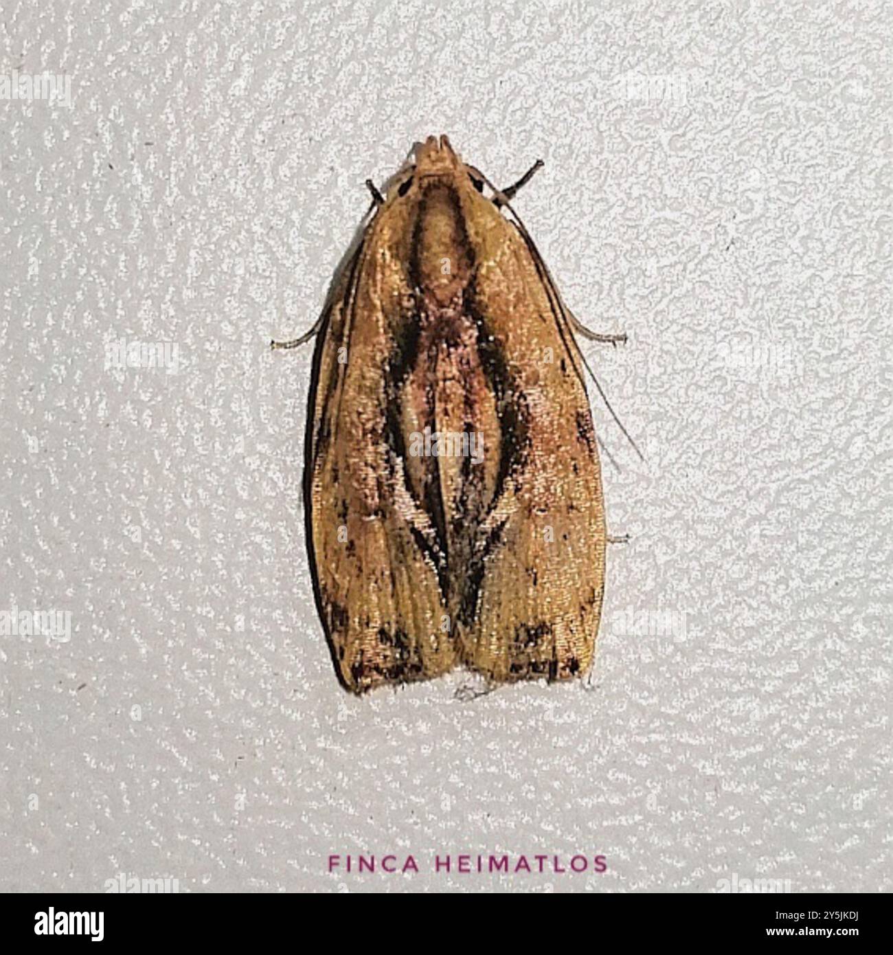 Flat-bodied moths (Depressariidae) Insecta Stock Photo - Alamy