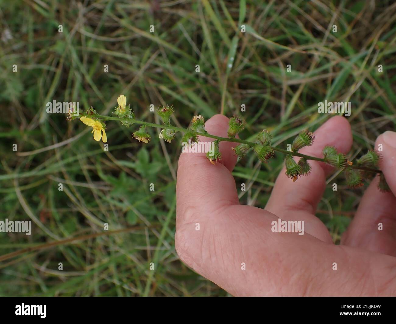 common agrimony (Agrimonia eupatoria) Plantae Stock Photo - Alamy