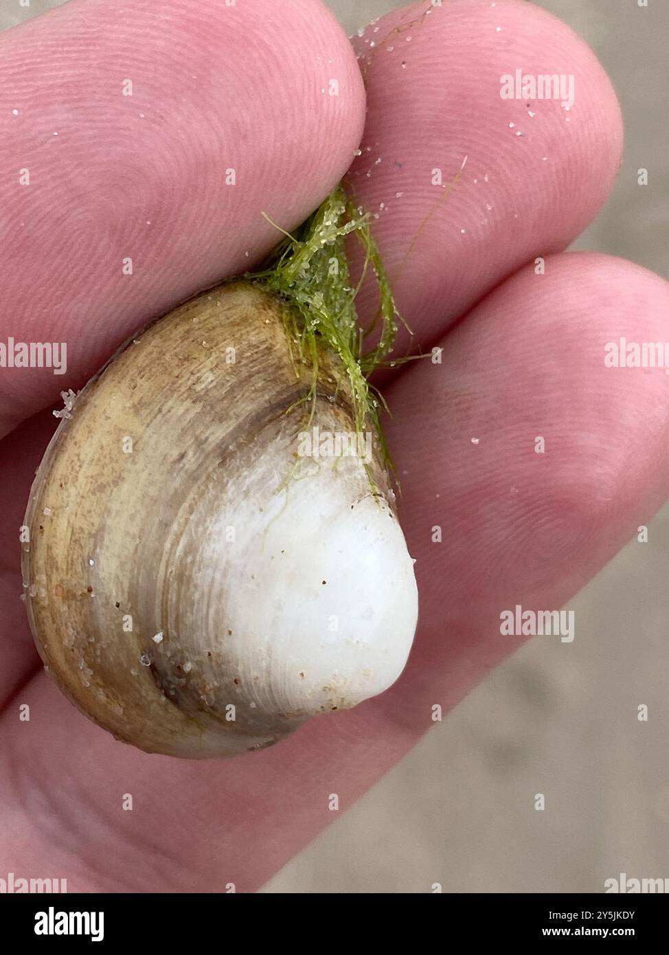 Rangia hi-res stock photography and images - Alamy