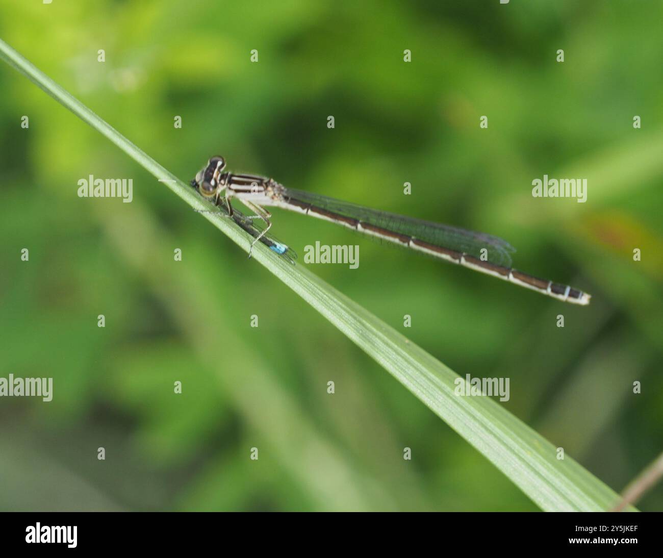 Big Bluet (Enallagma durum) Insecta Stock Photo - Alamy