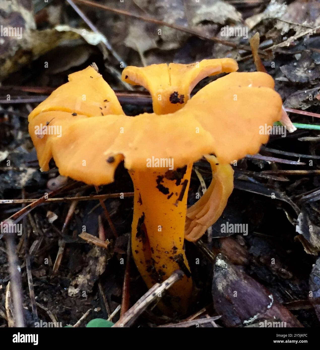 flame trumpet (Craterellus ignicolor) Fungi Stock Photo - Alamy