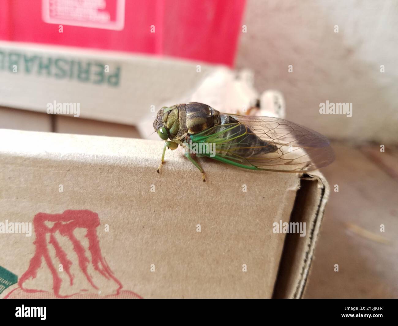 Common Swamp Cicada (Neotibicen tibicen tibicen) Insecta Stock Photo ...