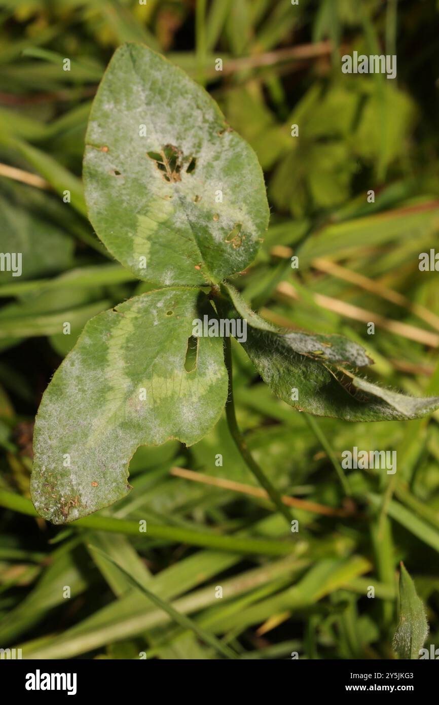 legume powdery mildew group (Erysiphe pisi) Fungi Stock Photo - Alamy