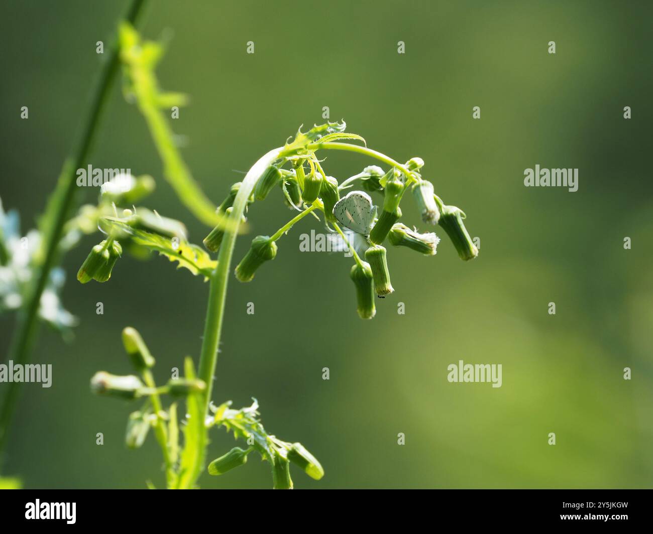 American burnweed (Erechtites hieraciifolius) Plantae Stock Photo - Alamy