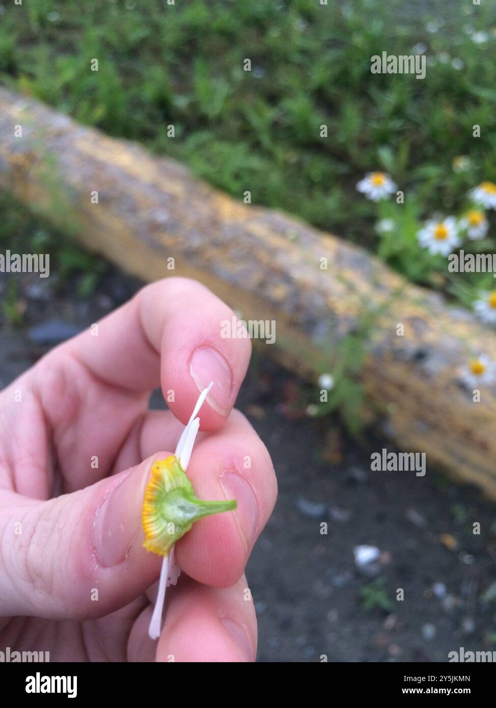 scentless mayweed (Tripleurospermum inodorum) Plantae Stock Photo - Alamy