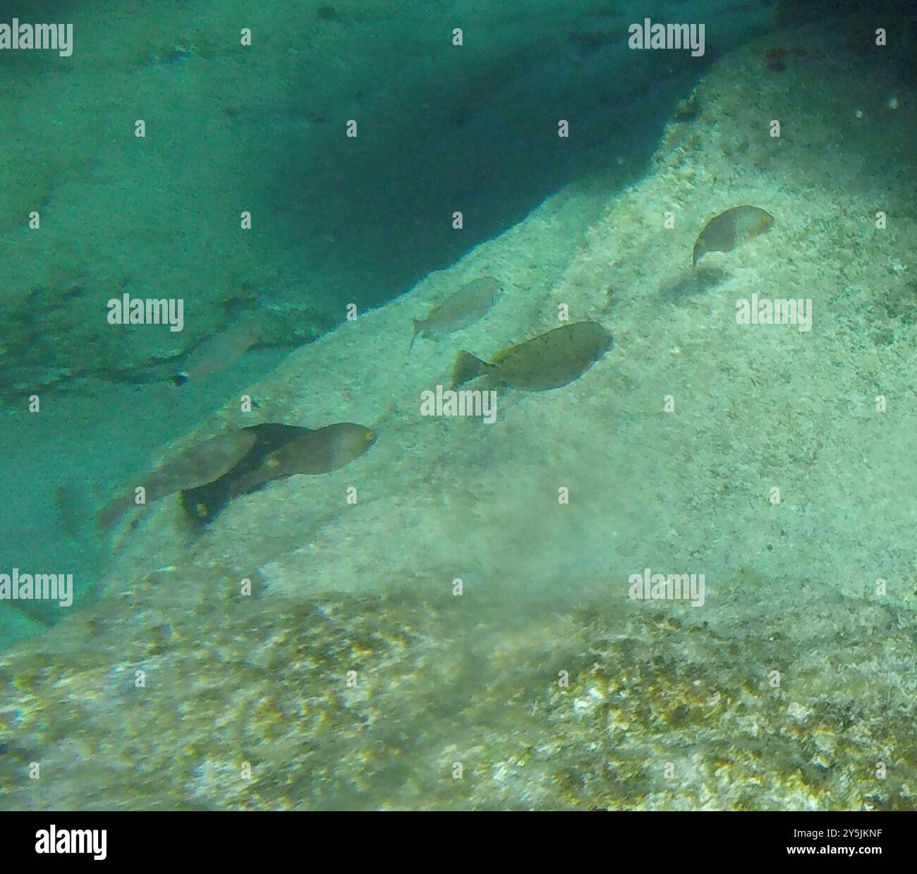 European Parrotfish (Sparisoma cretense) Actinopterygii Stock Photo - Alamy