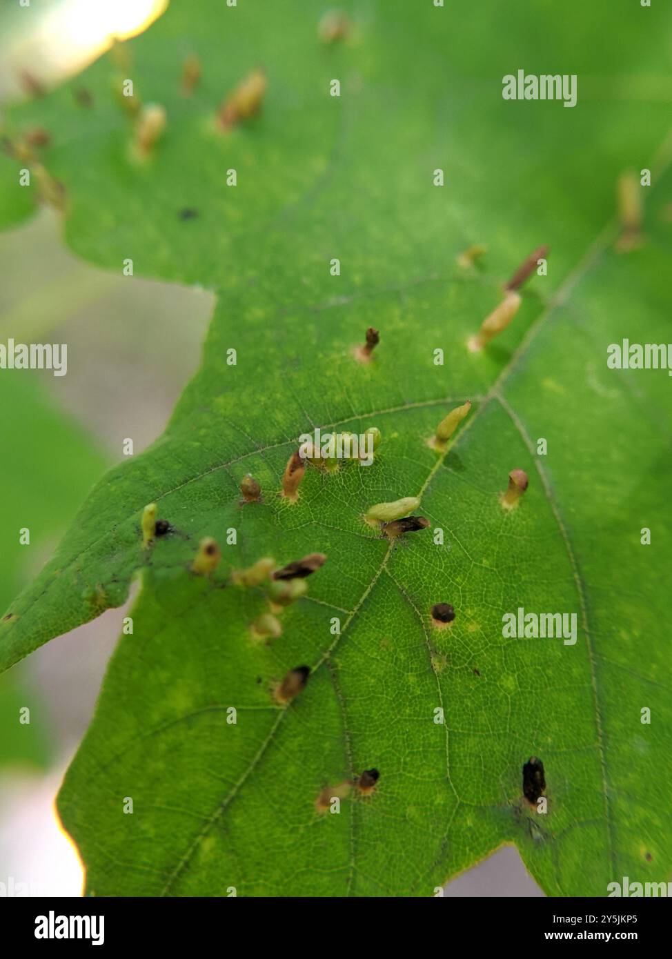 Maple Spindle Gall Mite (Vasates aceriscrumena) Arachnida Stock Photo ...