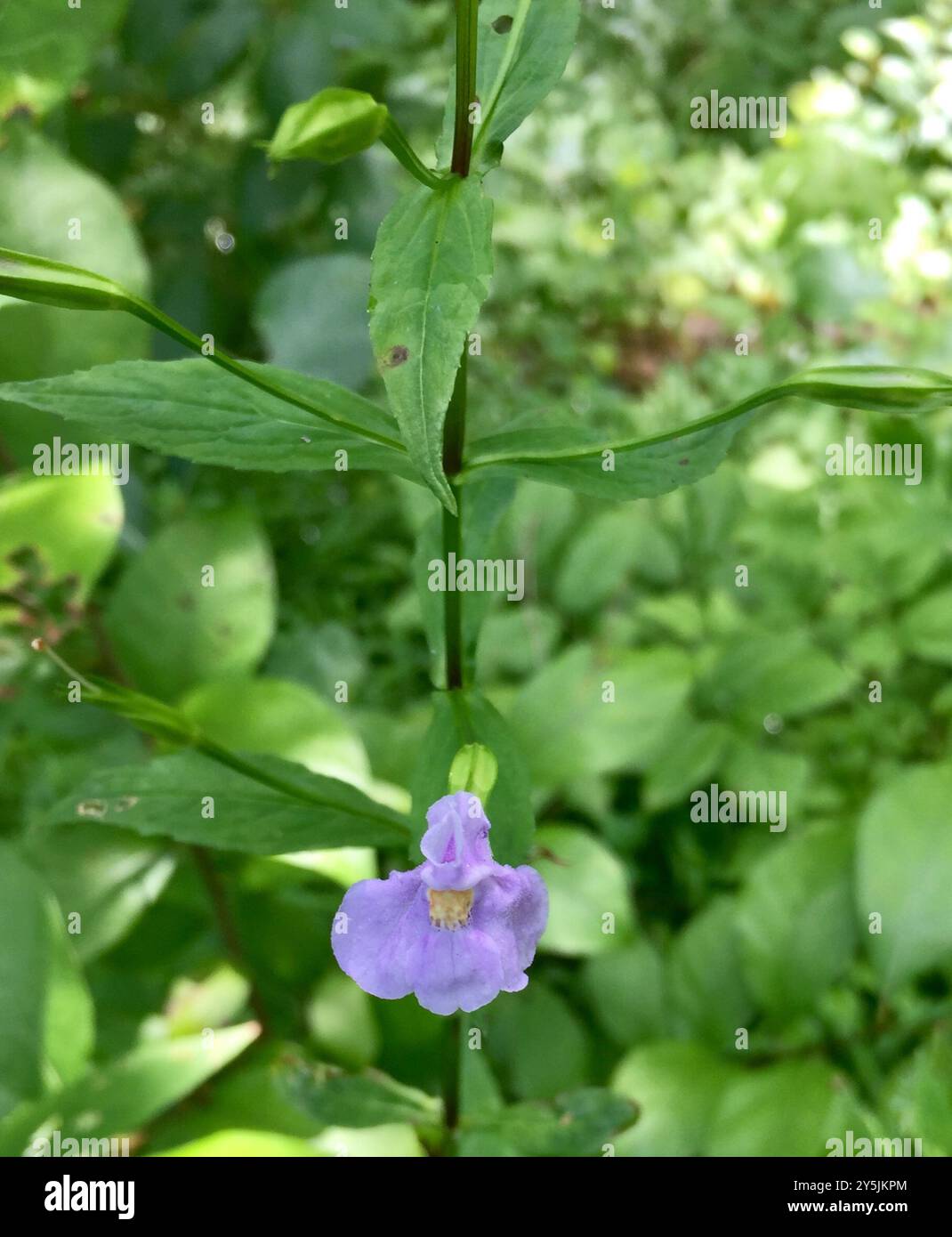 Allegheny monkeyflower (Mimulus ringens) Plantae Stock Photo - Alamy