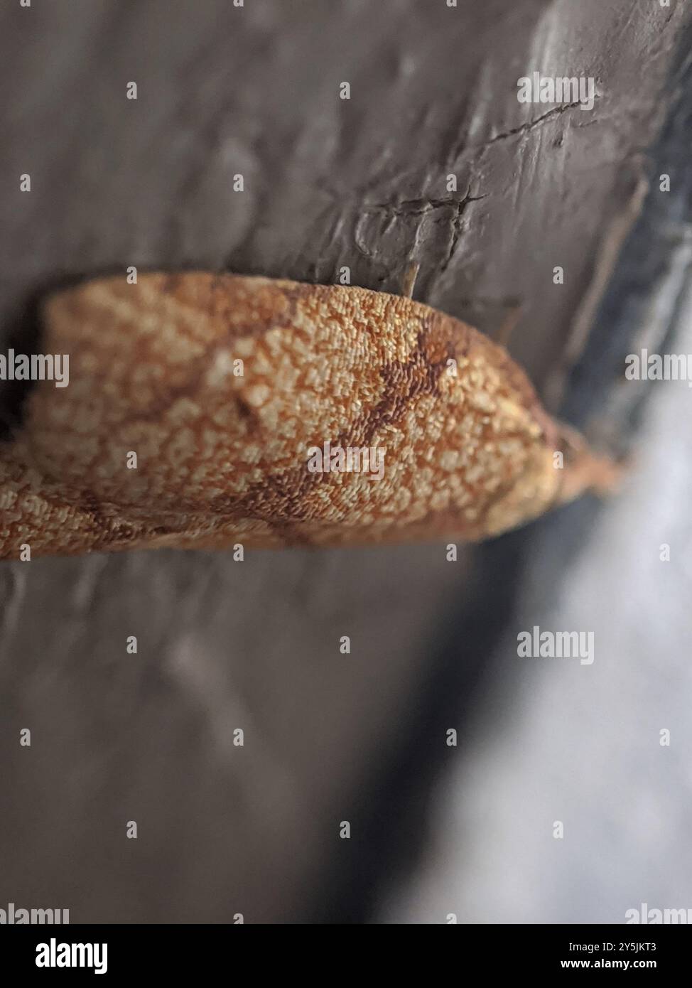 Reticulated Fruitworm Moth (Cenopis reticulatana) Insecta Stock Photo ...