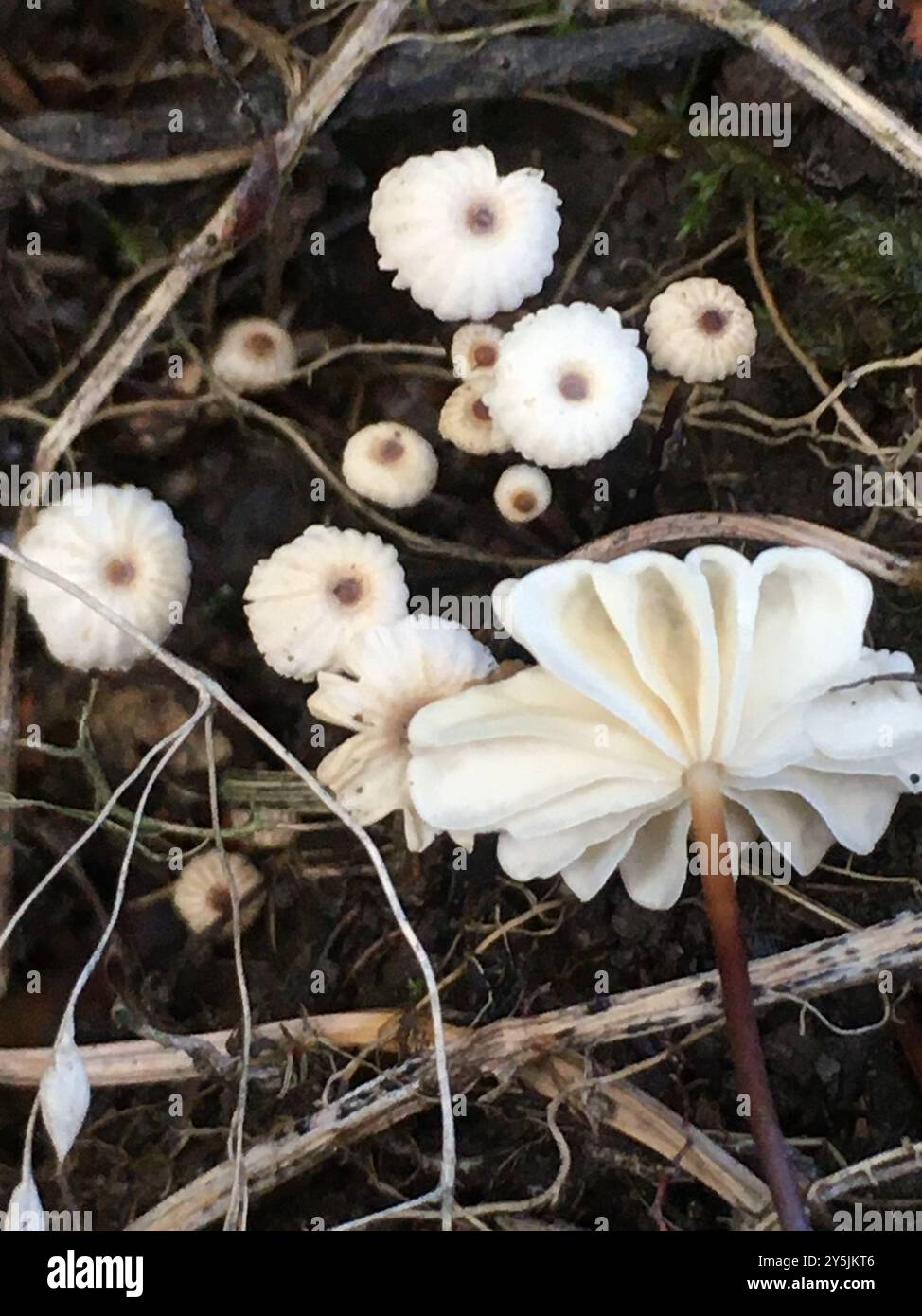 collared parachute (Marasmius rotula) Fungi Stock Photo - Alamy