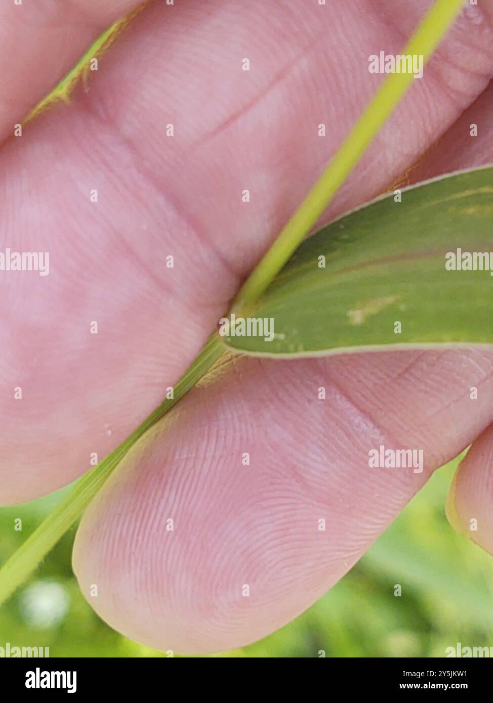 giant foxtail (Setaria faberi) Plantae Stock Photo - Alamy