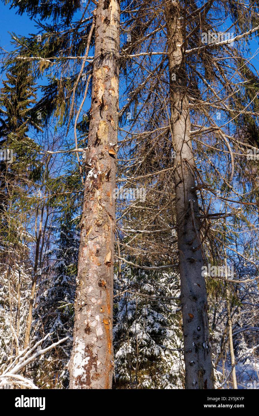 Damaged spruce tree trunk (picea abies), Finland Stock Photo - Alamy