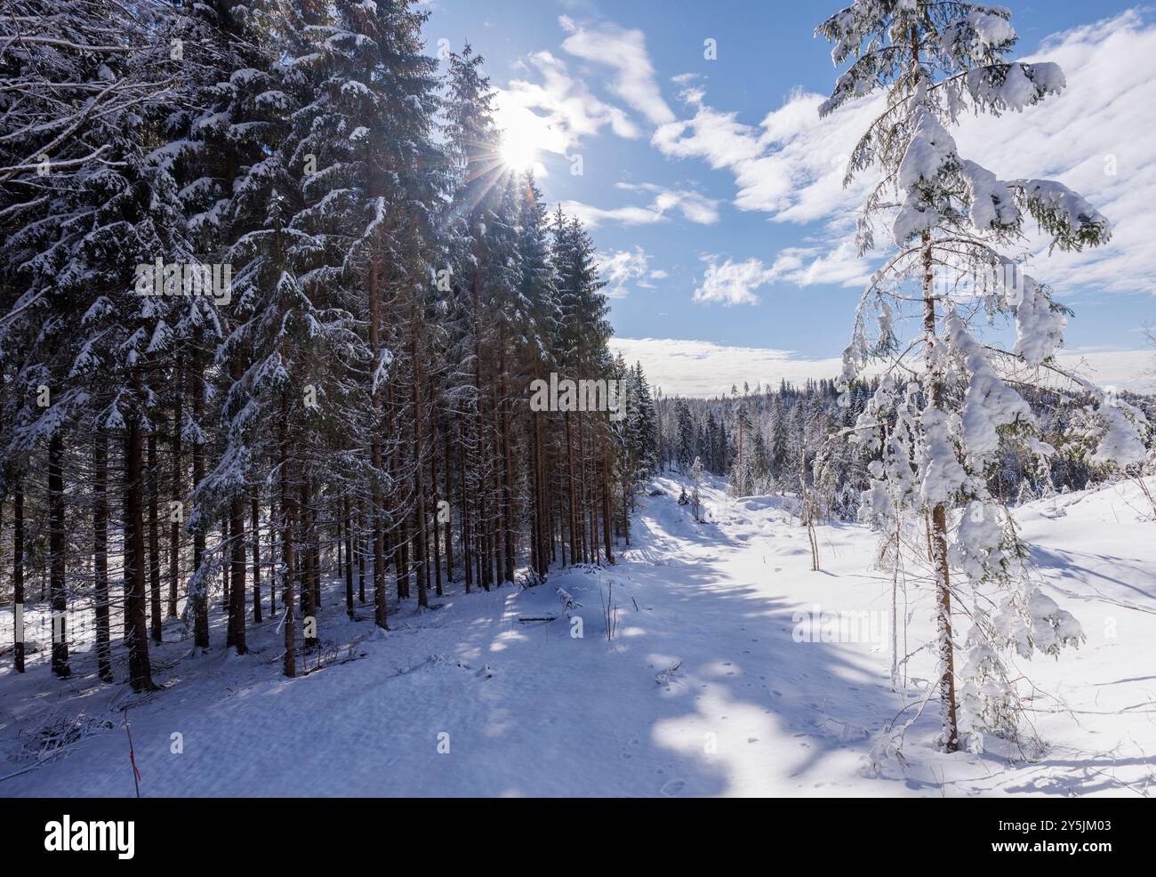 Spruce forest edge with fir trees and clear cutting area at Winter ...