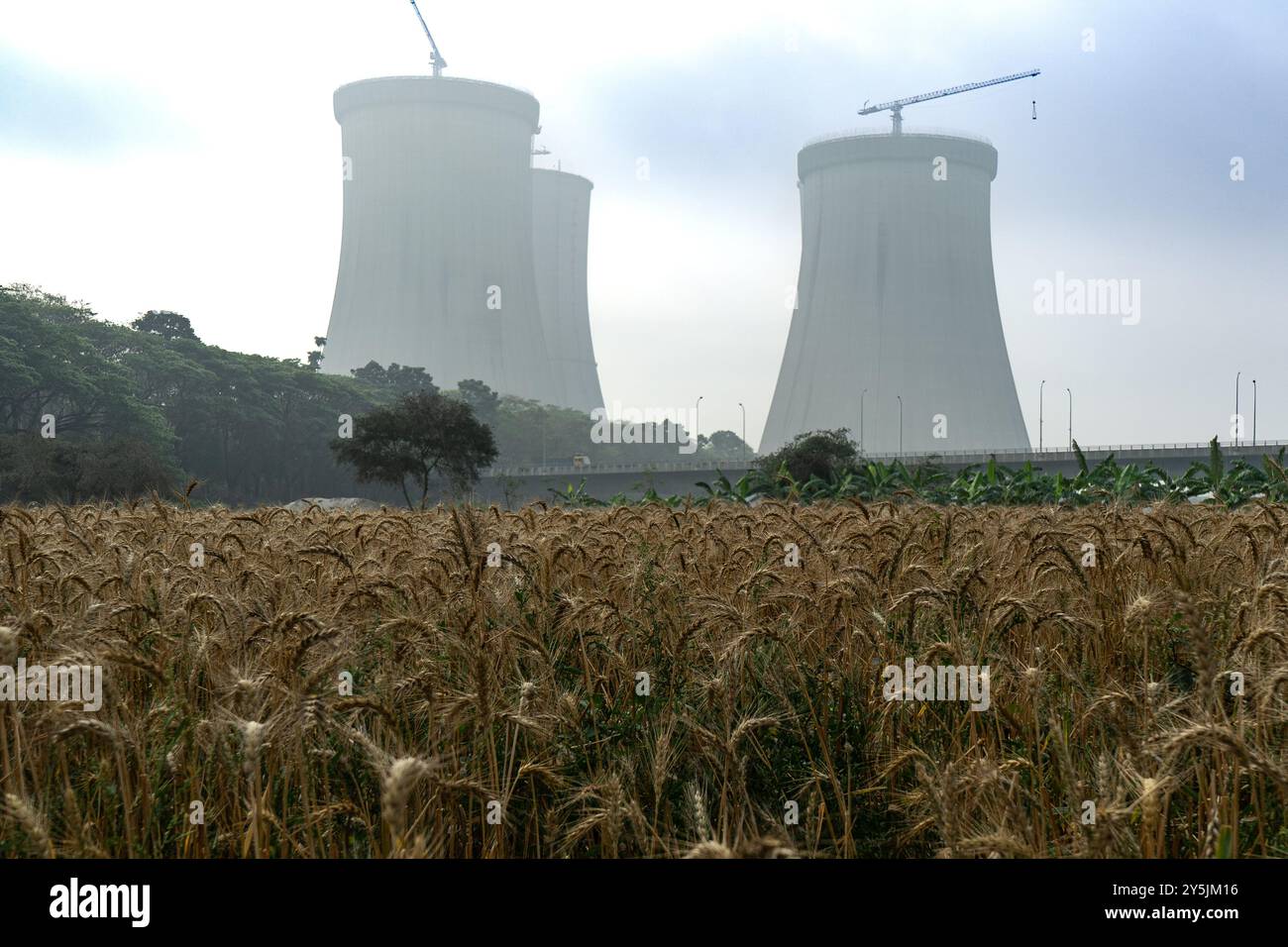 Rye field near the Cooling towers of Ruppur Nuclear Power Plant ...