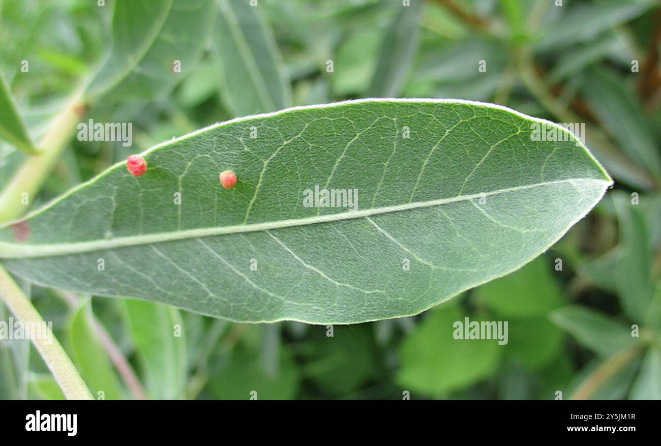 silver terminalia (Terminalia sericea) Plantae Stock Photo - Alamy