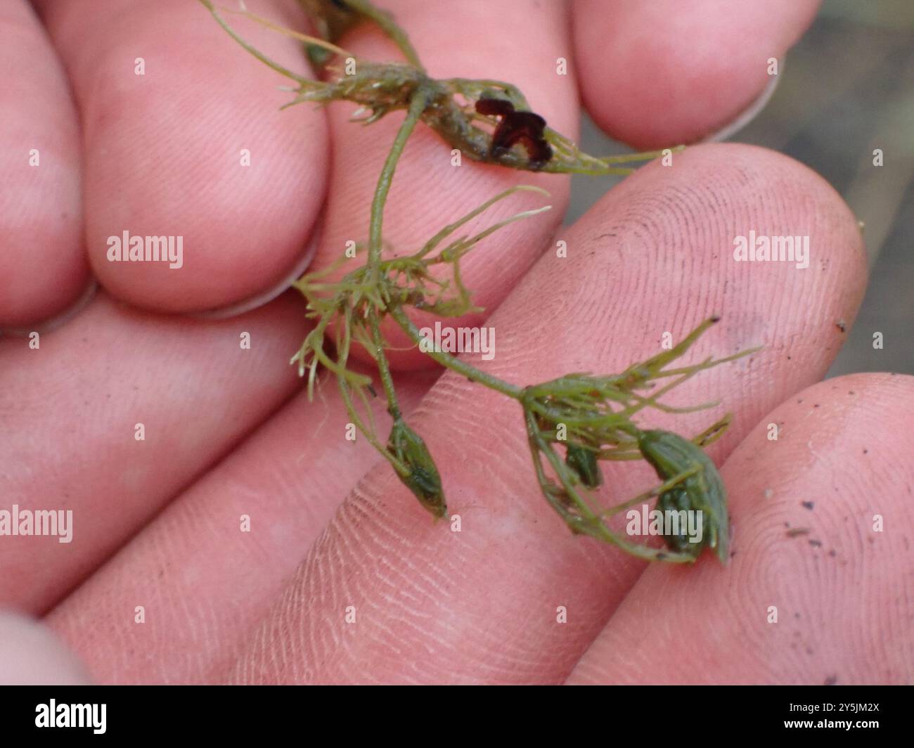 common stonewort (Chara vulgaris) Plantae Stock Photo - Alamy