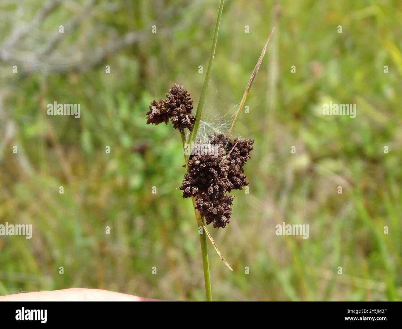 Dark Green Bulrush Complex (Scirpus atrovirens) Plantae Stock Photo - Alamy