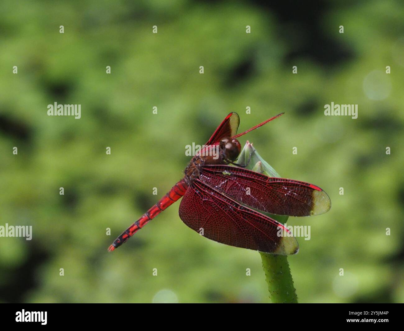 (Neurothemis taiwanensis) Insecta Stock Photo - Alamy