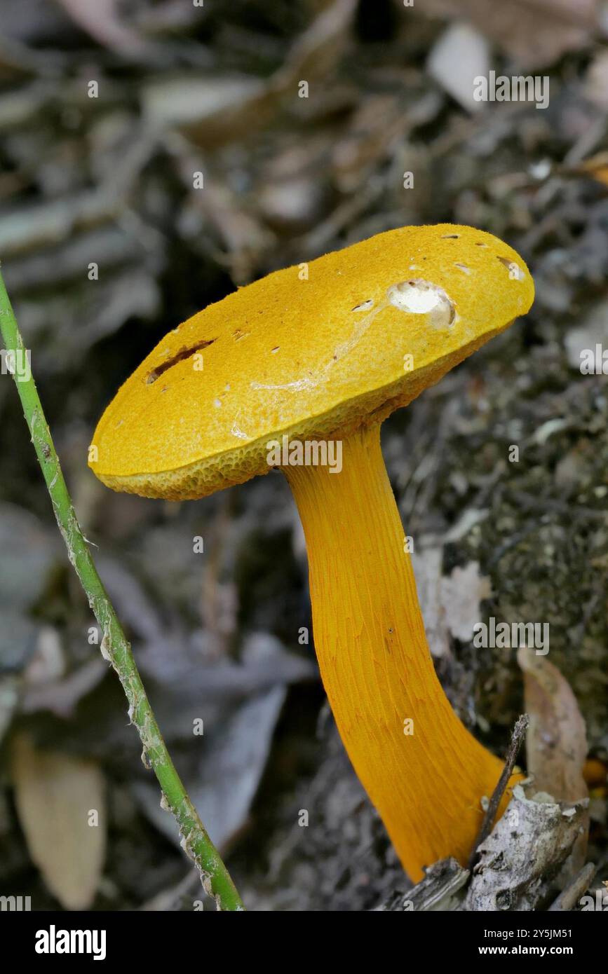 flaming gold bolete (Aureoboletus auriflammeus) Fungi Stock Photo - Alamy