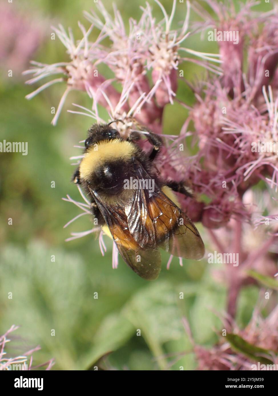 Yellow-banded Bumble Bee (Bombus terricola) Insecta Stock Photo - Alamy