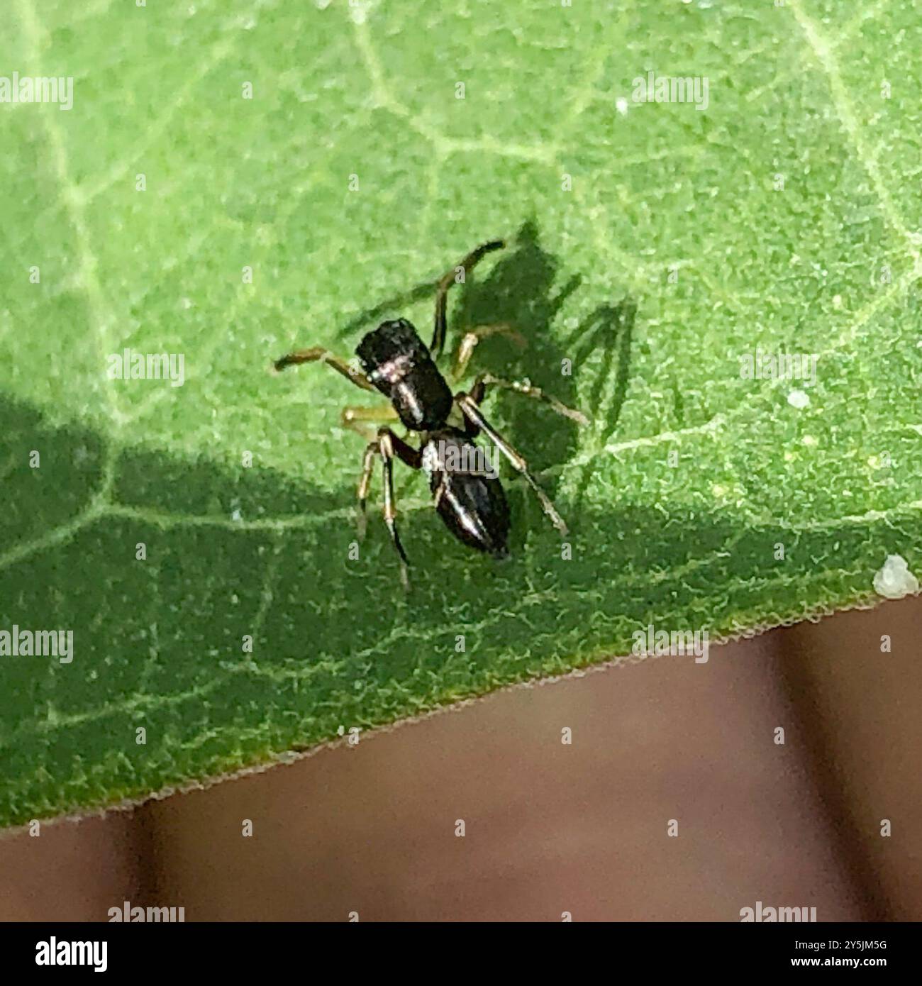 (Myrmarachne formicaria) Arachnida Stock Photo - Alamy