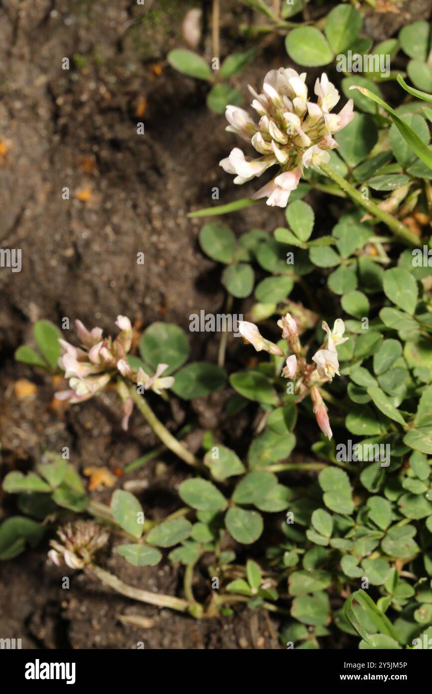 white clover (Trifolium repens) Plantae Stock Photo - Alamy