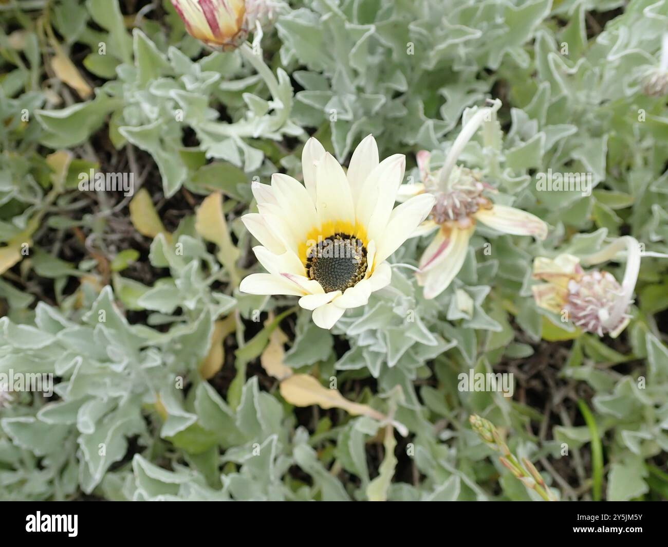 white arctotis (Arctotis stoechadifolia) Plantae Stock Photo - Alamy