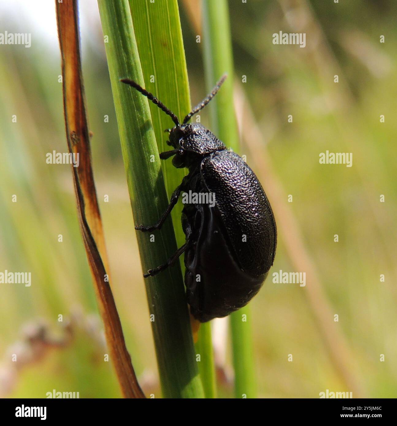 black-punctured leaf beetle (Galeruca tanaceti) Insecta Stock Photo - Alamy