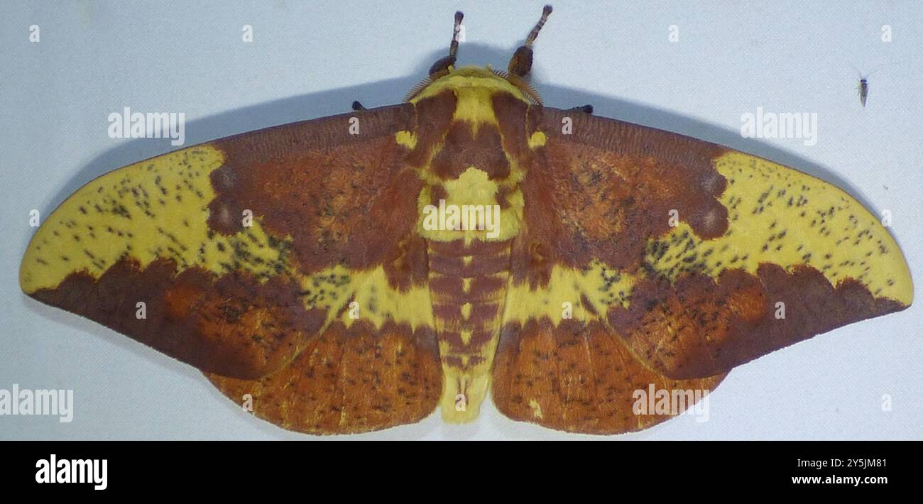 Imperial Moth (Eacles imperialis) Insecta Stock Photo - Alamy