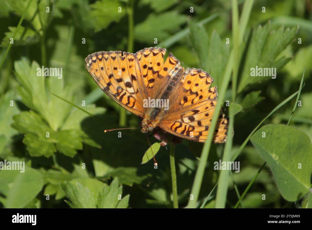 Dark Green Fritillary (Argynnis aglaja) Insecta Stock Photo - Alamy
