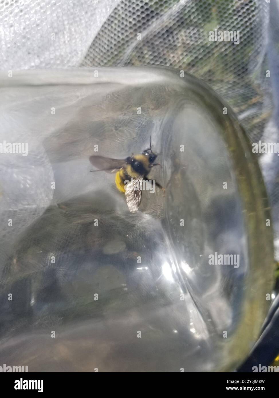 Northern Amber Bumble Bee (Bombus borealis) Insecta Stock Photo - Alamy