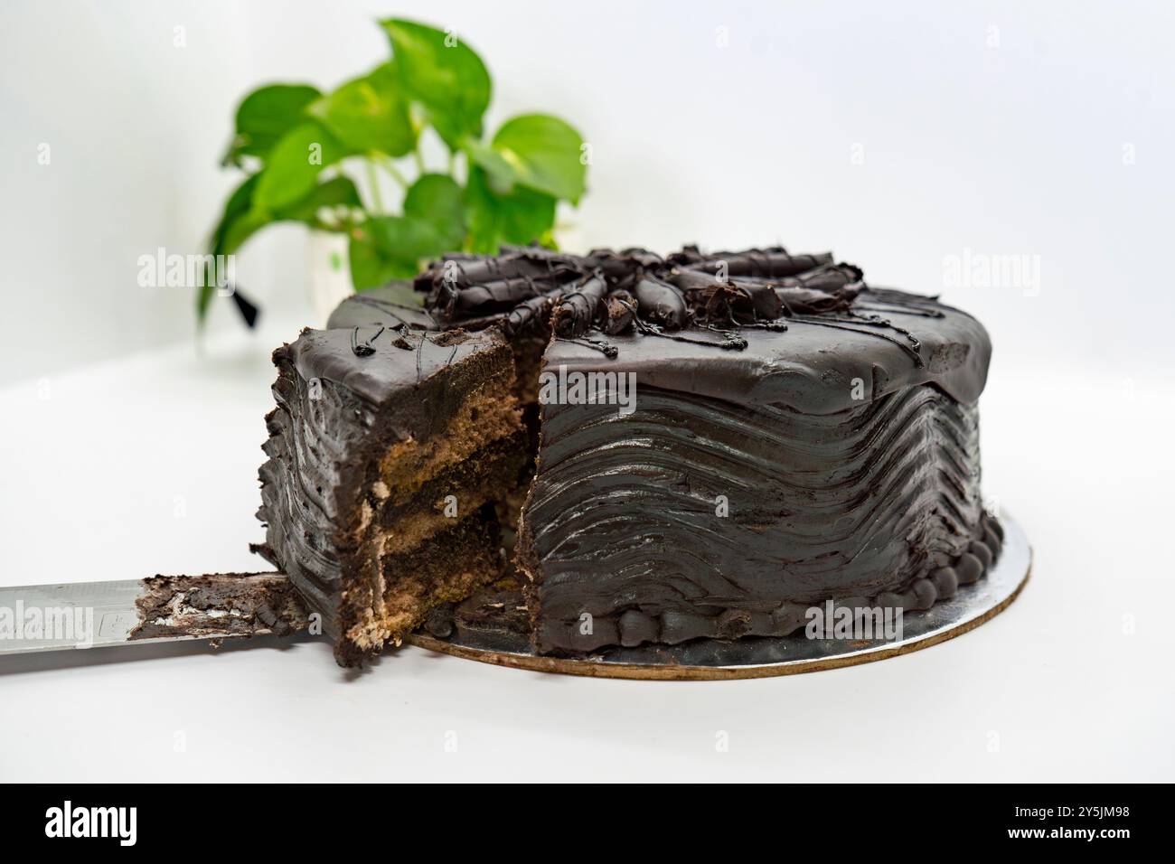 Dark Forest Chocolate Truffle Cake with Green Plant on Side for ...