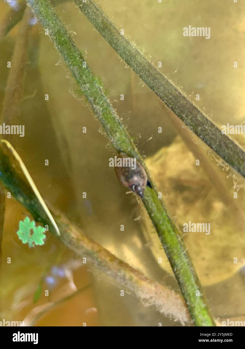 Acute Bladder Snail (Physella acuta) Mollusca Stock Photo - Alamy