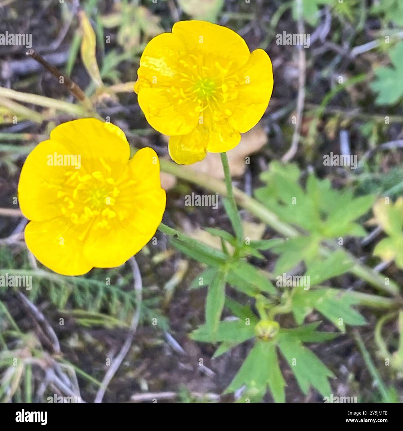 meadow buttercup (Ranunculus acris) Plantae Stock Photo - Alamy