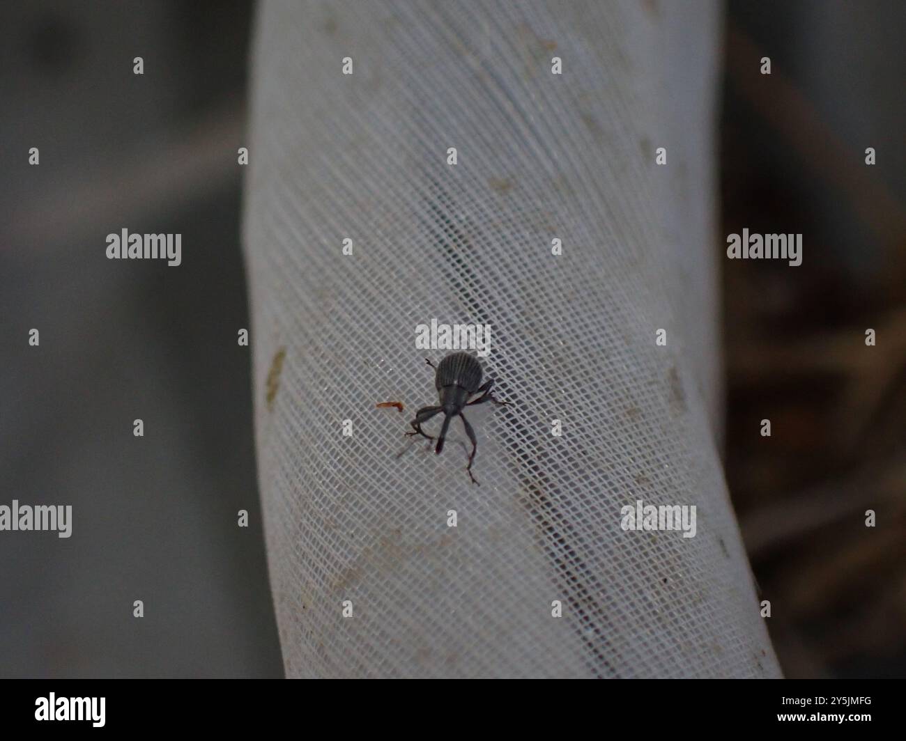 Strawberry blossom weevil (Anthonomus rubi) Insecta Stock Photo - Alamy